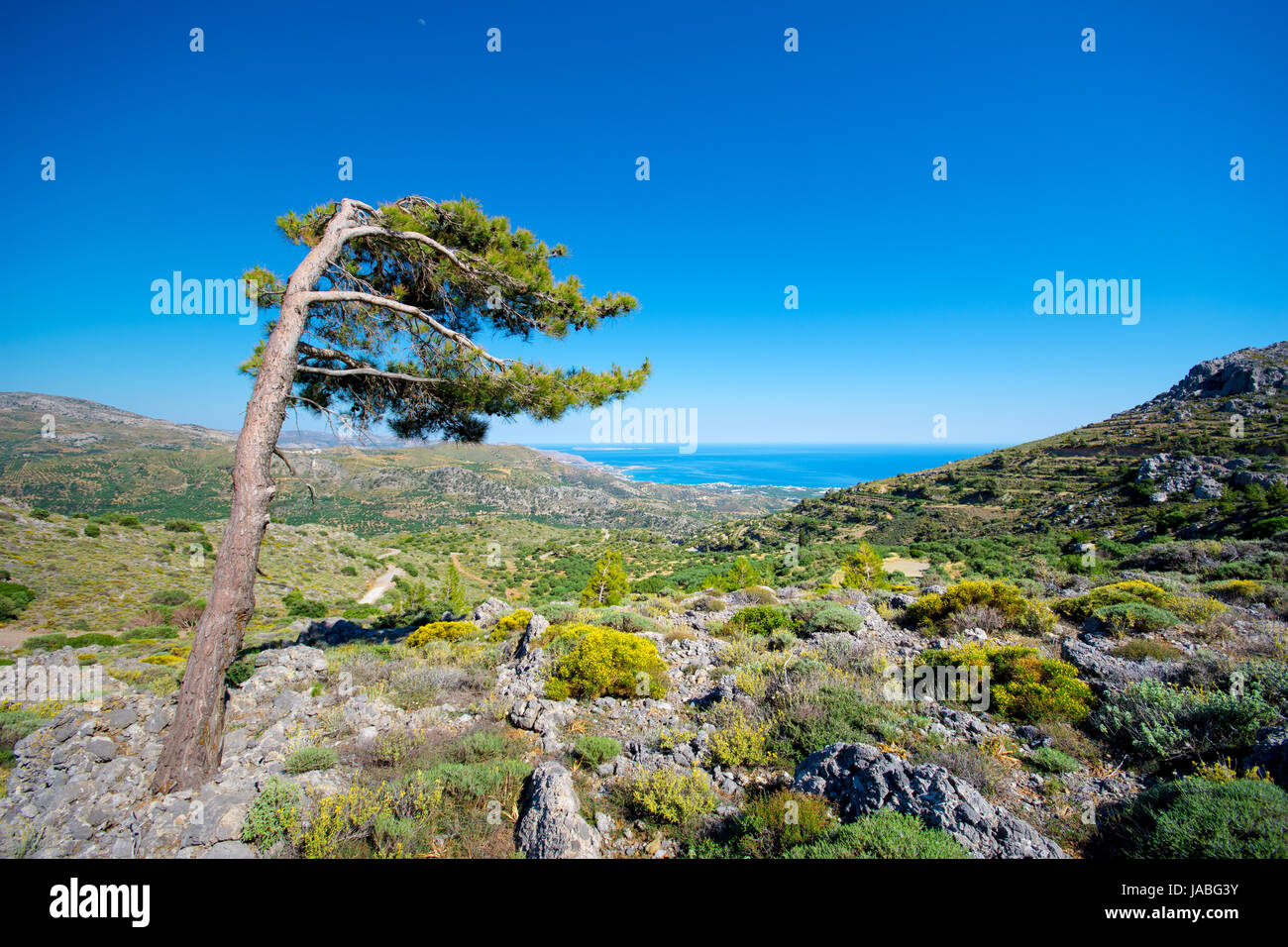 Lonely wind beaten tree on a cretan mountain with view to the sea ...