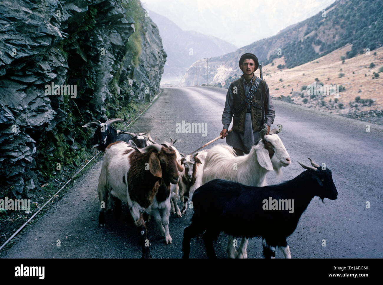 Armed tribesman with his goats, Karakoram Highway, Gilgit-Baltistan ...