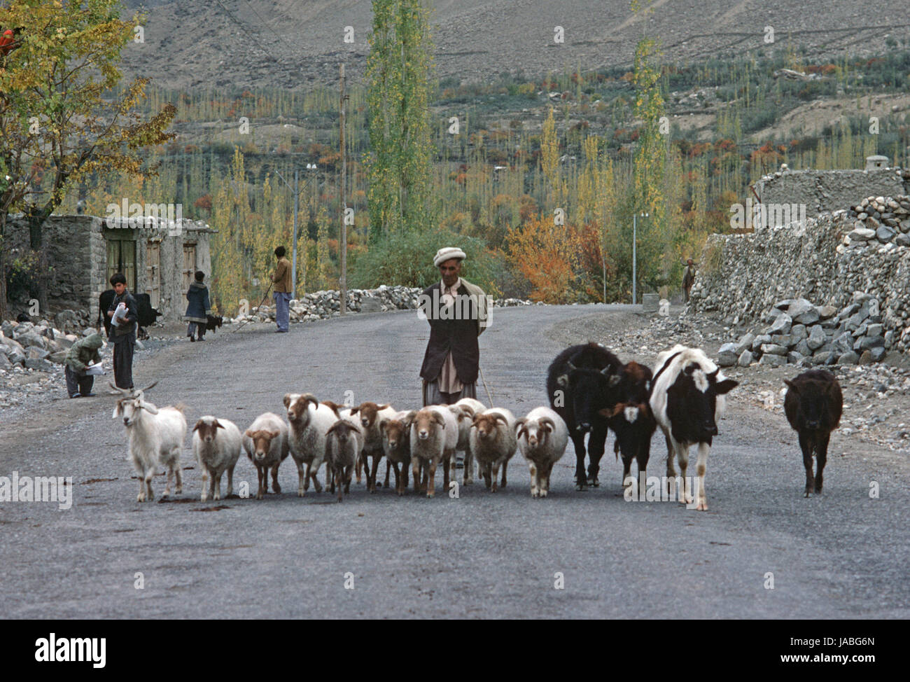 Tribesman with goats Hunza Valley, Gilgit-Baltistan Administrative Area ...
