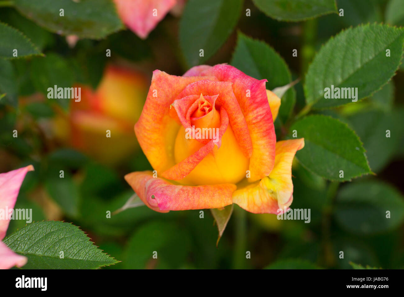 Amber Star rose, Heirloom Roses, St Paul, Oregon Stock Photo - Alamy