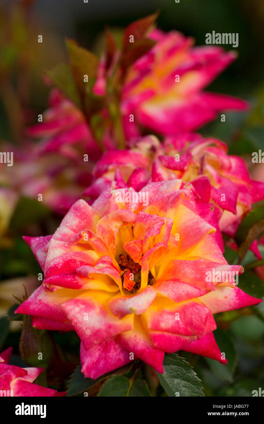 Amber Sunset rose, Heirloom Roses, St Paul, Oregon Stock Photo - Alamy