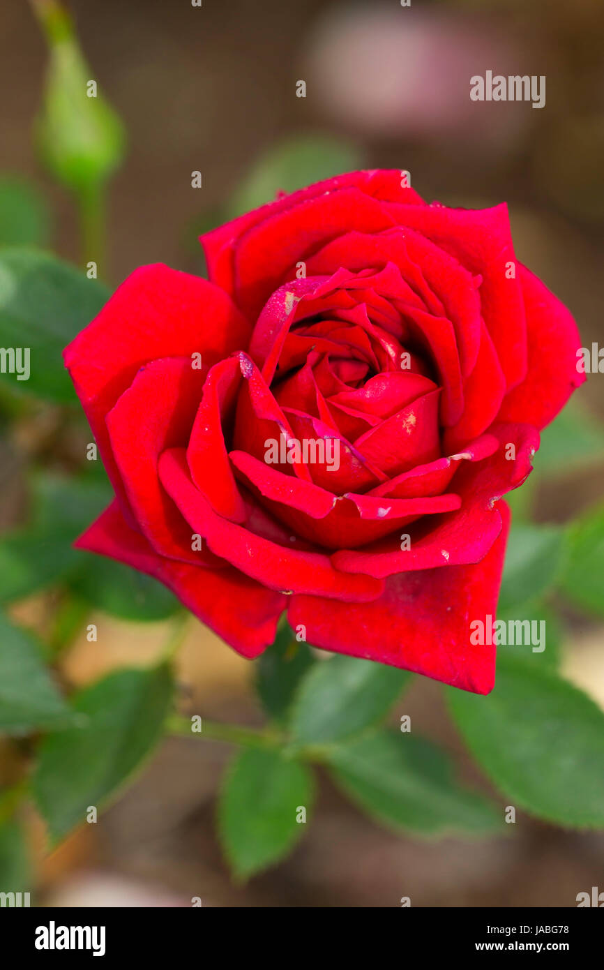 Dark Mirage rose, Heirloom Roses, St Paul, Oregon Stock Photo - Alamy