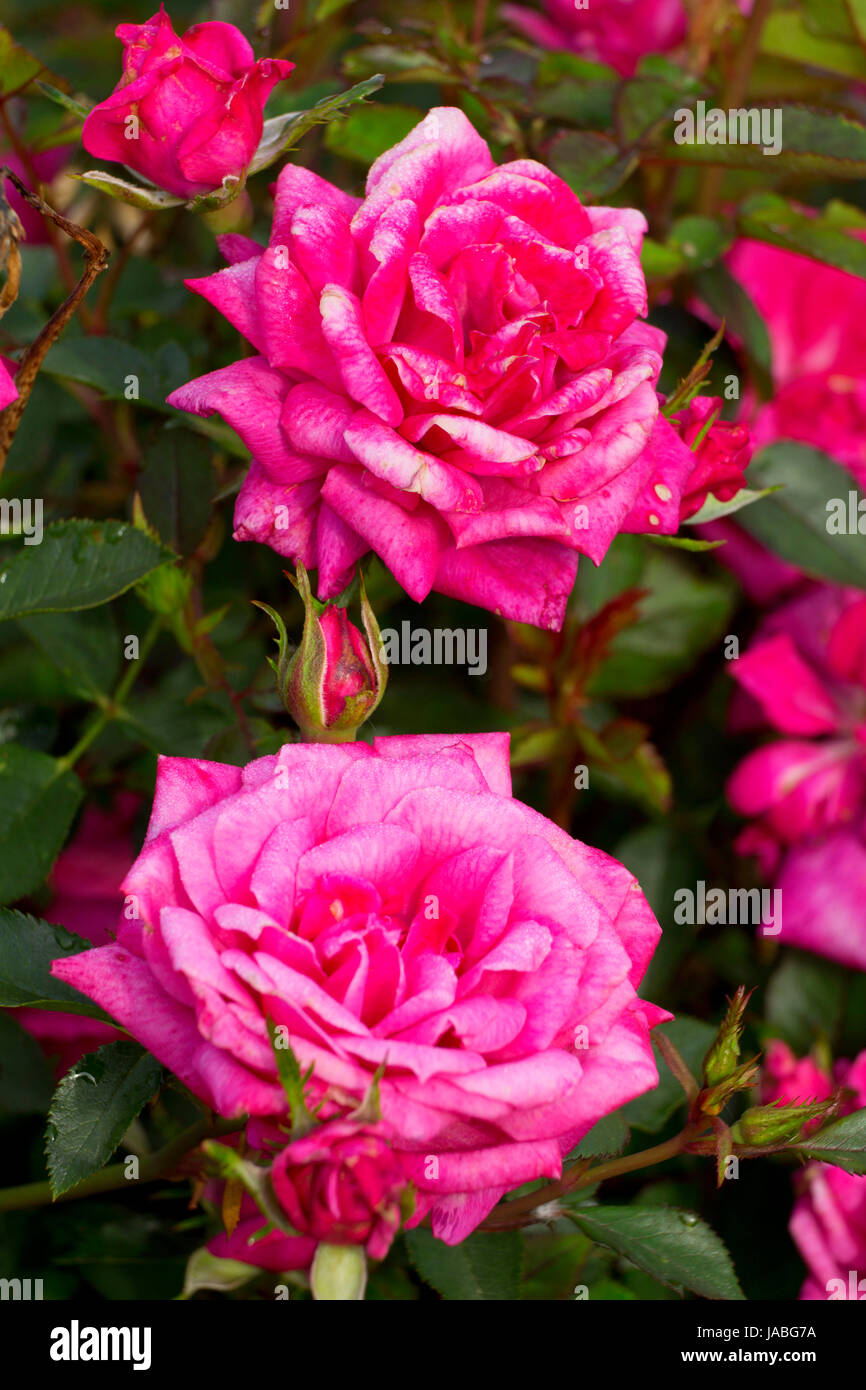 Smokey Mountain rose, Heirloom Roses, St Paul, Oregon Stock Photo - Alamy