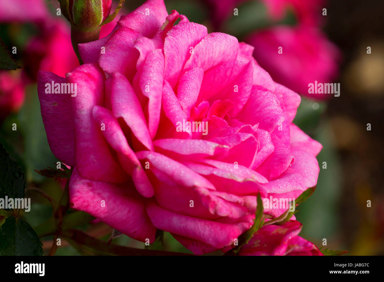 Smokey Mountain rose, Heirloom Roses, St Paul, Oregon Stock Photo - Alamy