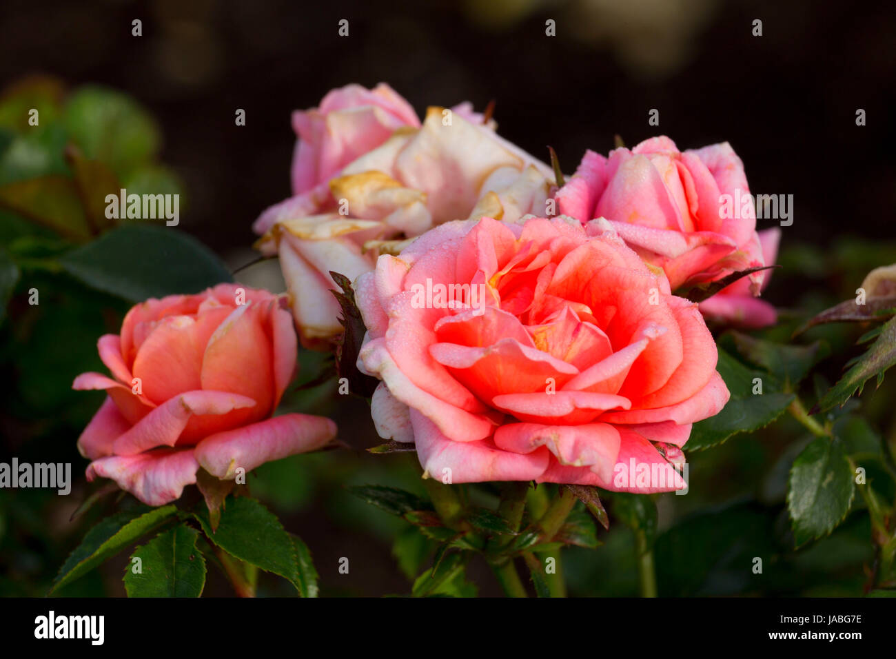 Beautiful Doll rose, Heirloom Roses, St Paul, Oregon Stock Photo - Alamy