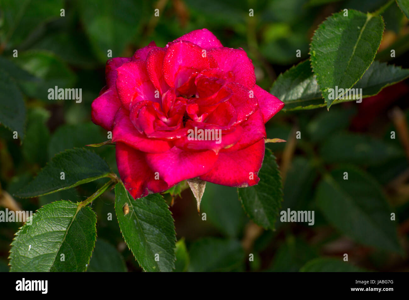 Debidue rose, Heirloom Roses, St Paul, Oregon Stock Photo - Alamy