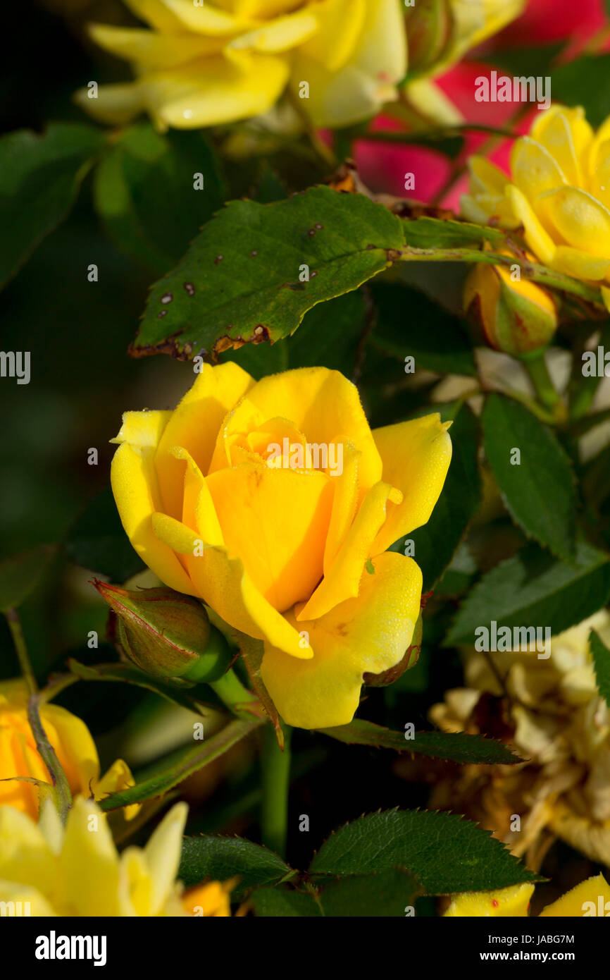Lemon twist hi-res stock photography and images - Alamy