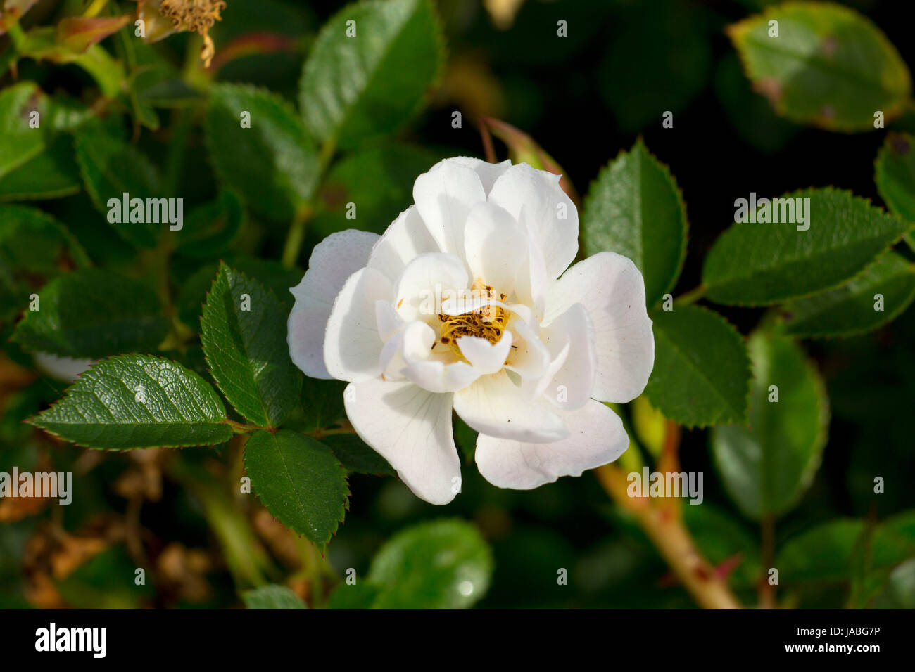 Fair Molly rose, Heirloom Roses, St Paul, Oregon Stock Photo - Alamy