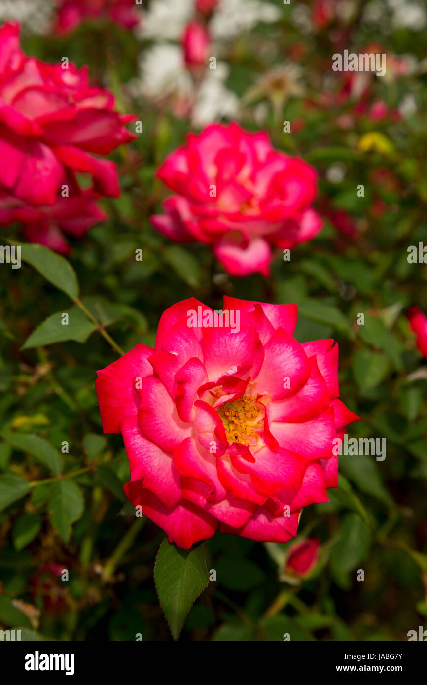 Sweet Caroline rose, Heirloom Roses, St Paul, Oregon Stock Photo - Alamy