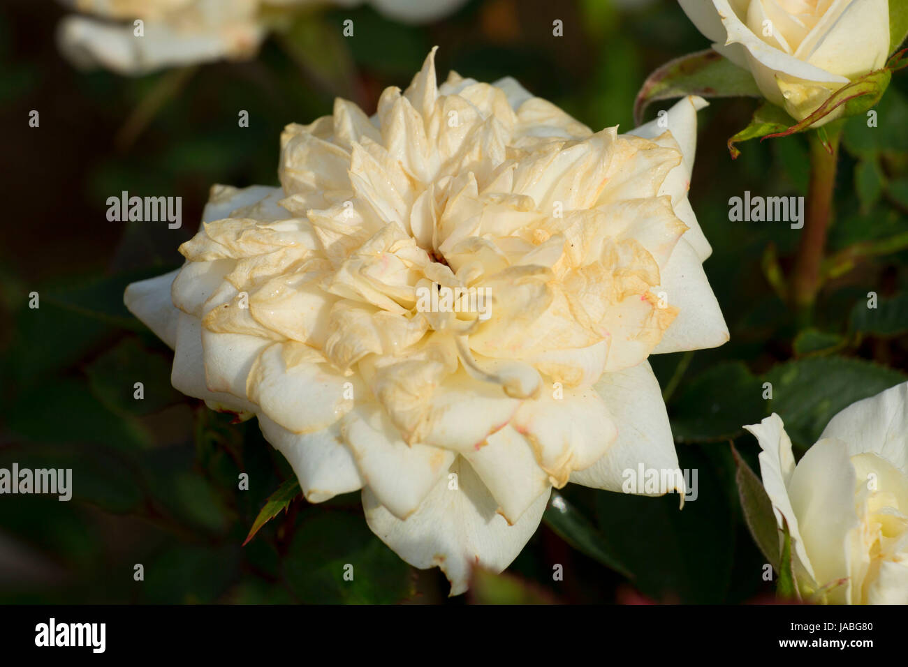 Christa rose, Heirloom Roses, St Paul, Oregon Stock Photo - Alamy