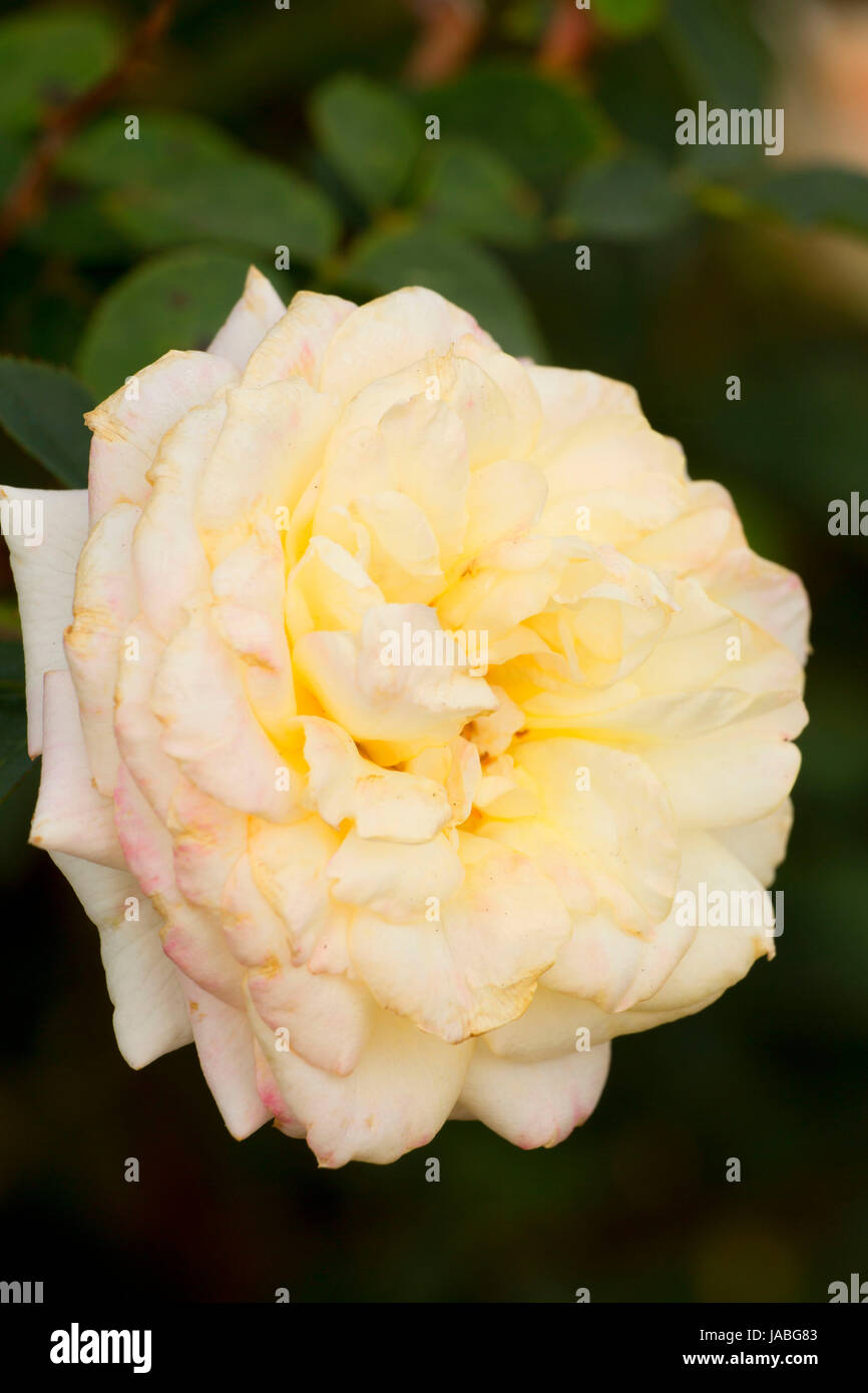 Yanti rose, Heirloom Roses, St Paul, Oregon Stock Photo - Alamy