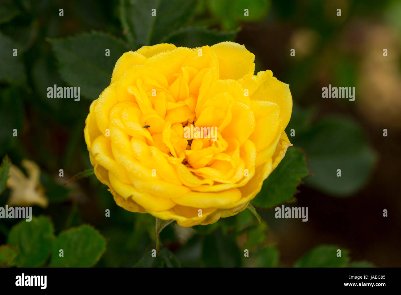 Lemon Drop rose, Heirloom Roses, St Paul, Oregon Stock Photo - Alamy