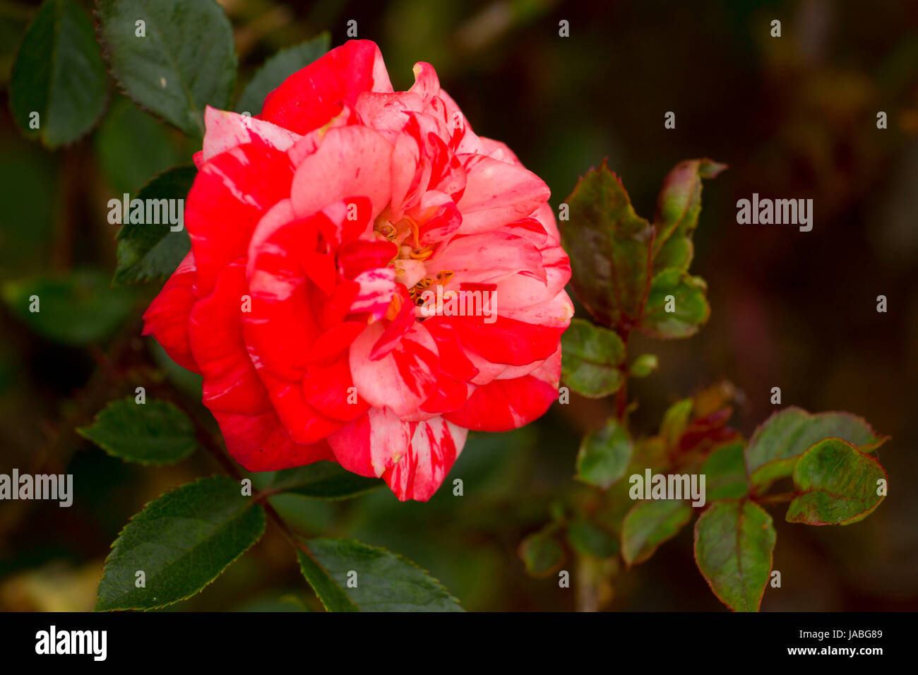 Strawberry Swirl rose, Heirloom Roses, St Paul, Oregon Stock Photo - Alamy
