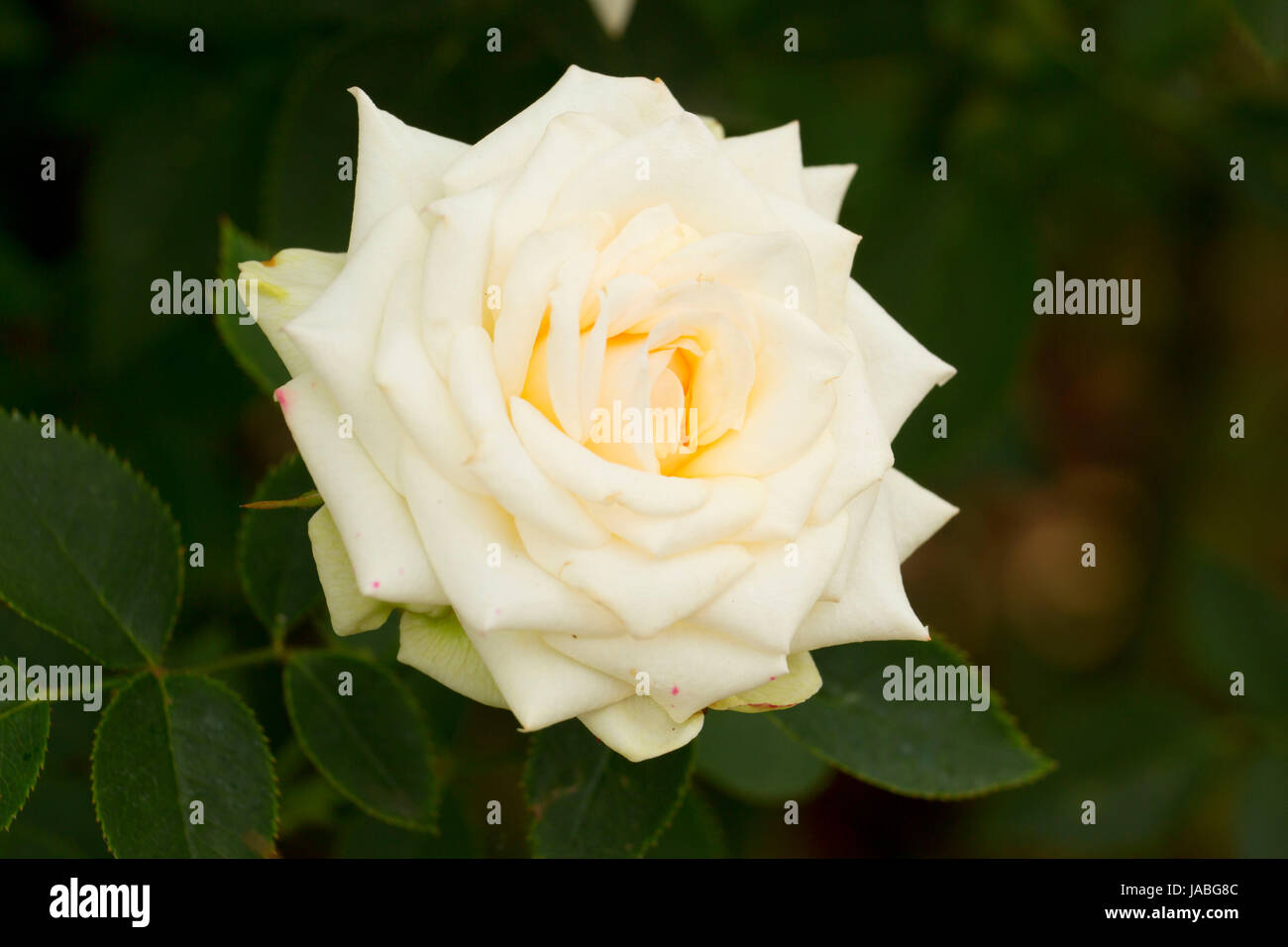 Irresistible hi-res stock photography and images - Alamy