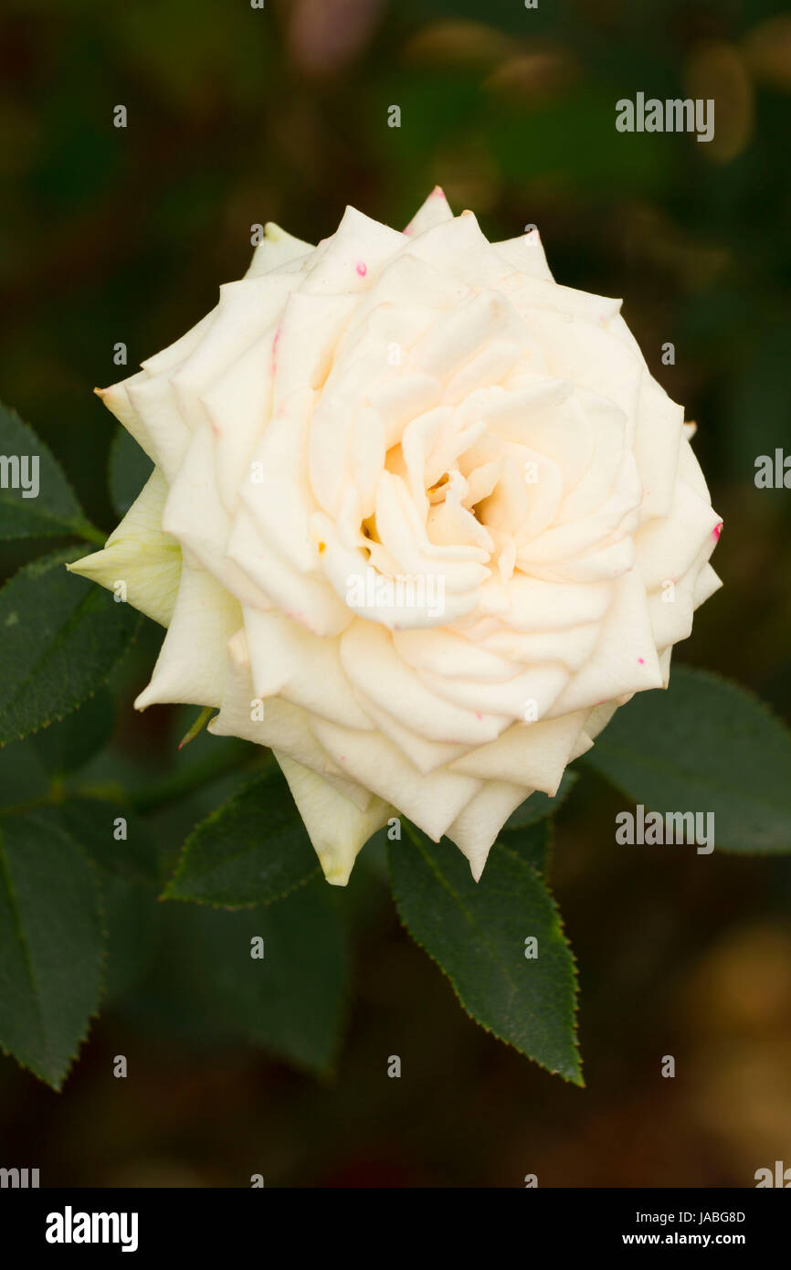 Irresistible rose, Heirloom Roses, St Paul, Oregon Stock Photo - Alamy