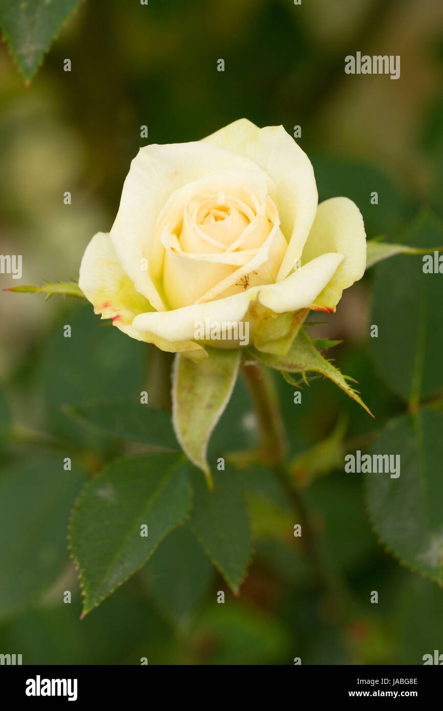 Irresistible rose, Heirloom Roses, St Paul, Oregon Stock Photo - Alamy