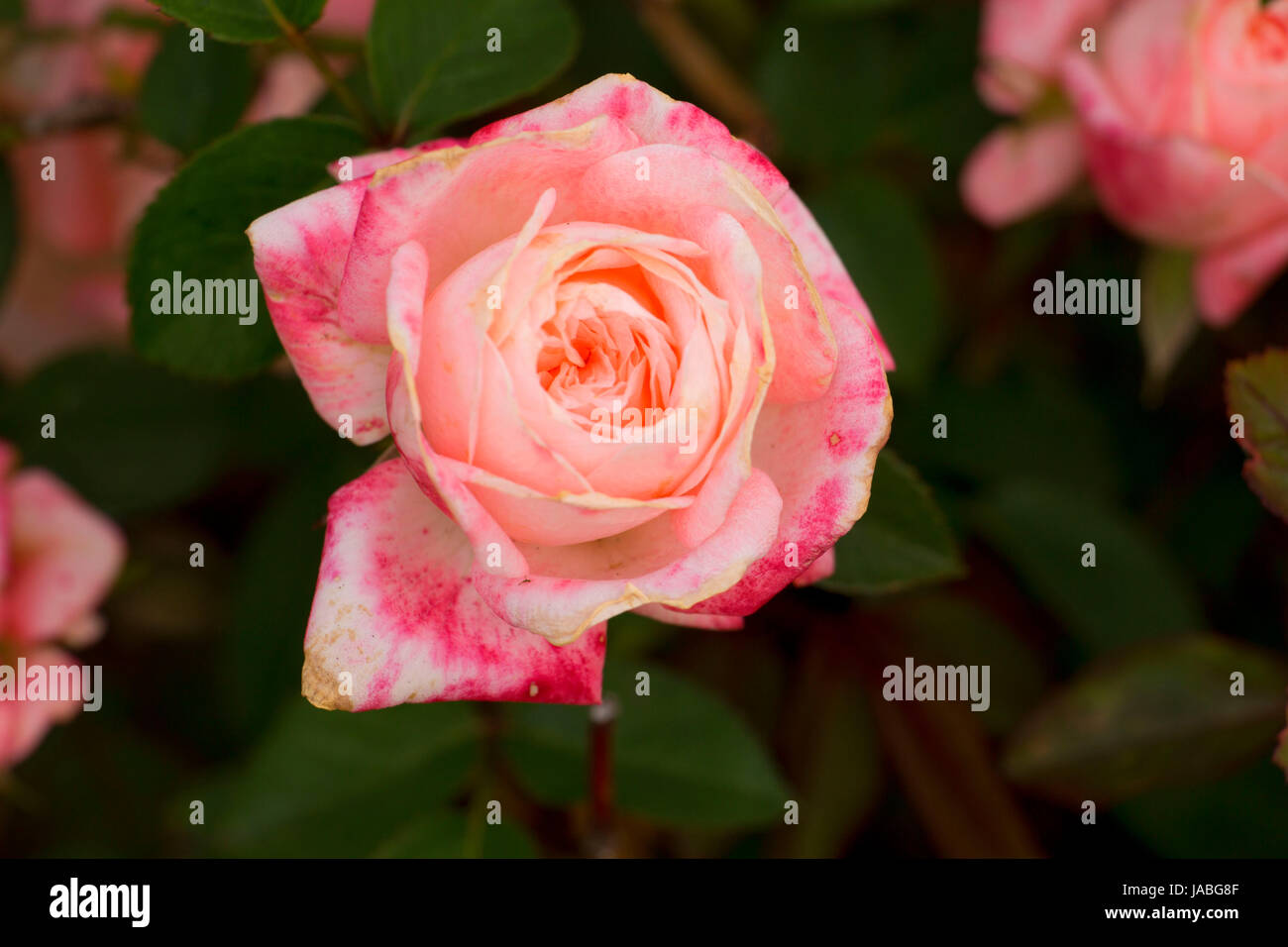 Peaches and cream roses hi-res stock photography and images - Alamy