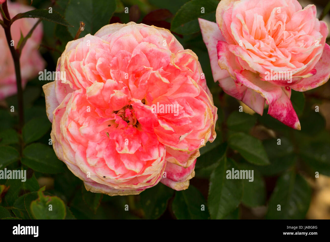 Peaches 'N' Cream rose, Heirloom Roses, St Paul, Oregon Stock Photo - Alamy