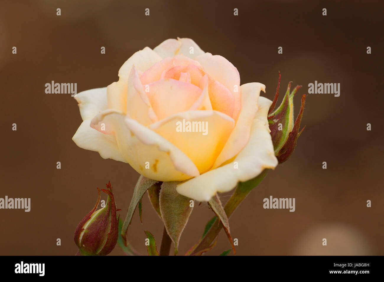 Sis rose, Heirloom Roses, St Paul, Oregon Stock Photo - Alamy