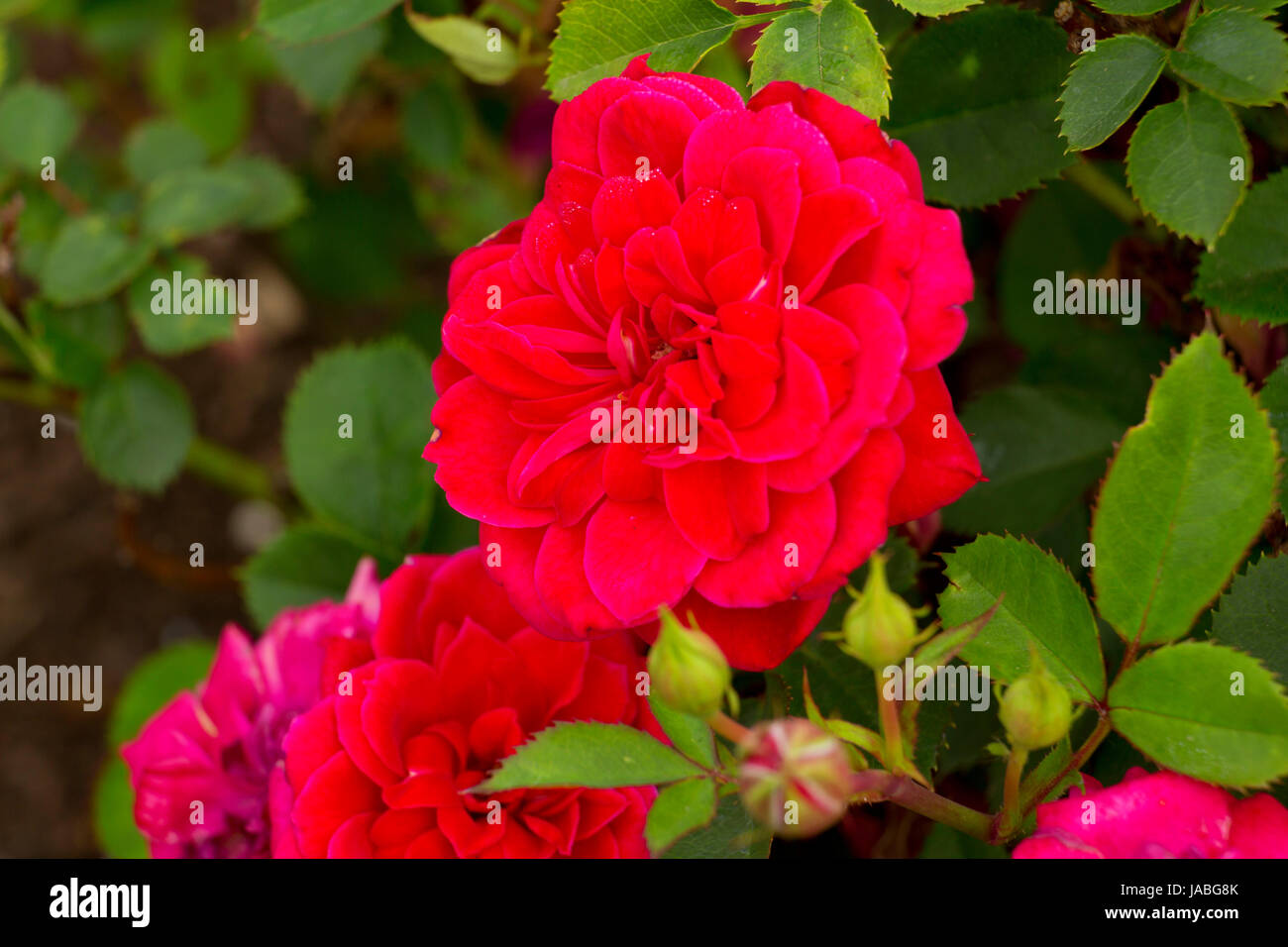 Raspberry Sunblaze rose, Heirloom Roses, St Paul, Oregon Stock Photo ...