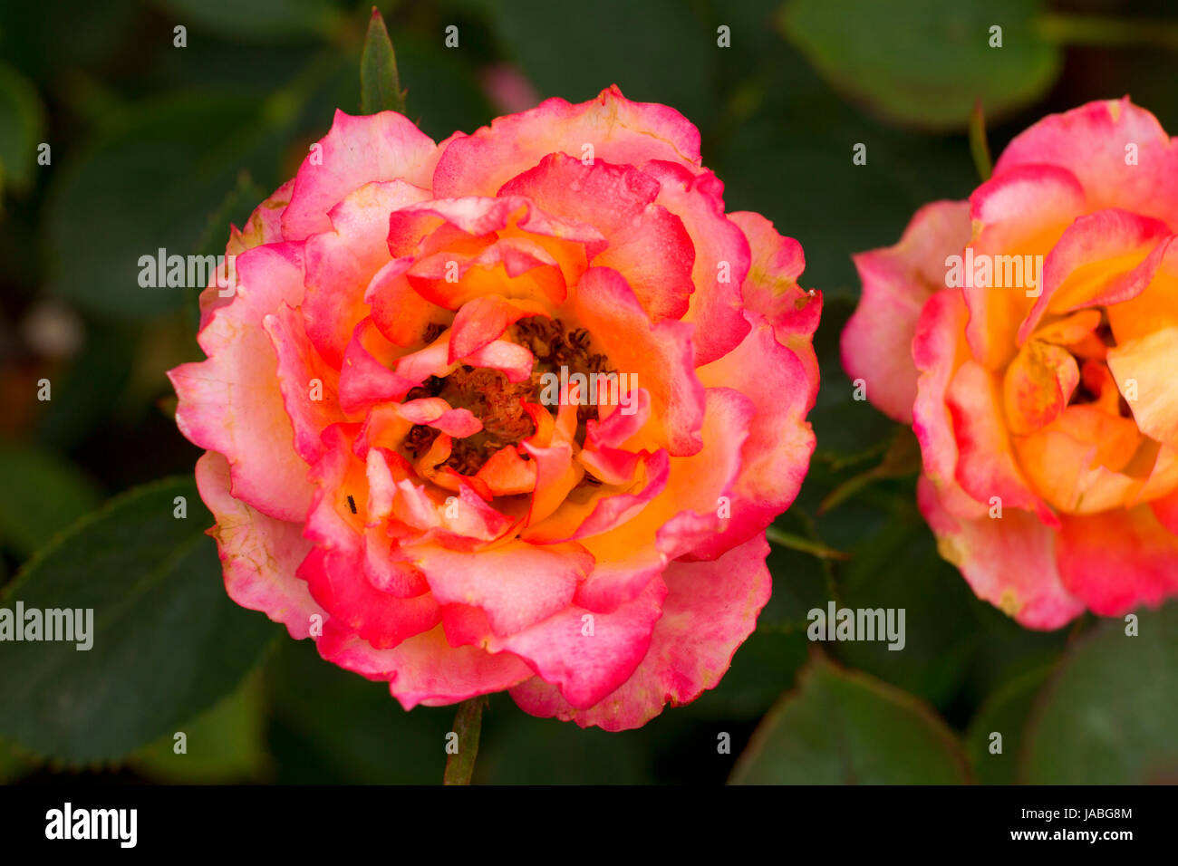 Rose Window rose, Heirloom Roses, St Paul, Oregon Stock Photo - Alamy