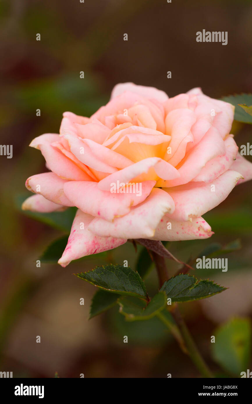 Regine rose, Heirloom Roses, St Paul, Oregon Stock Photo - Alamy