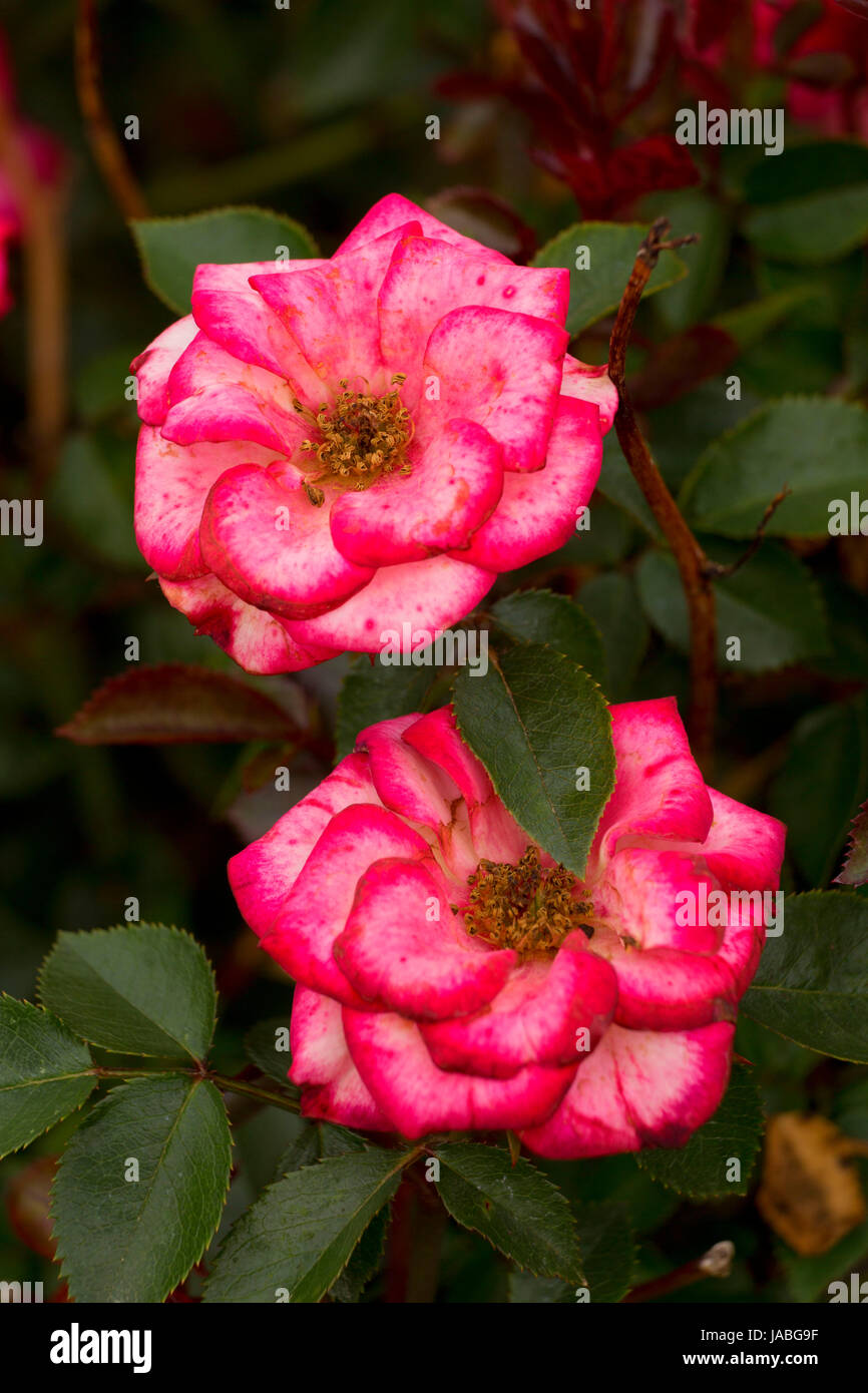 Debut rose, Heirloom Roses, St Paul, Oregon Stock Photo - Alamy