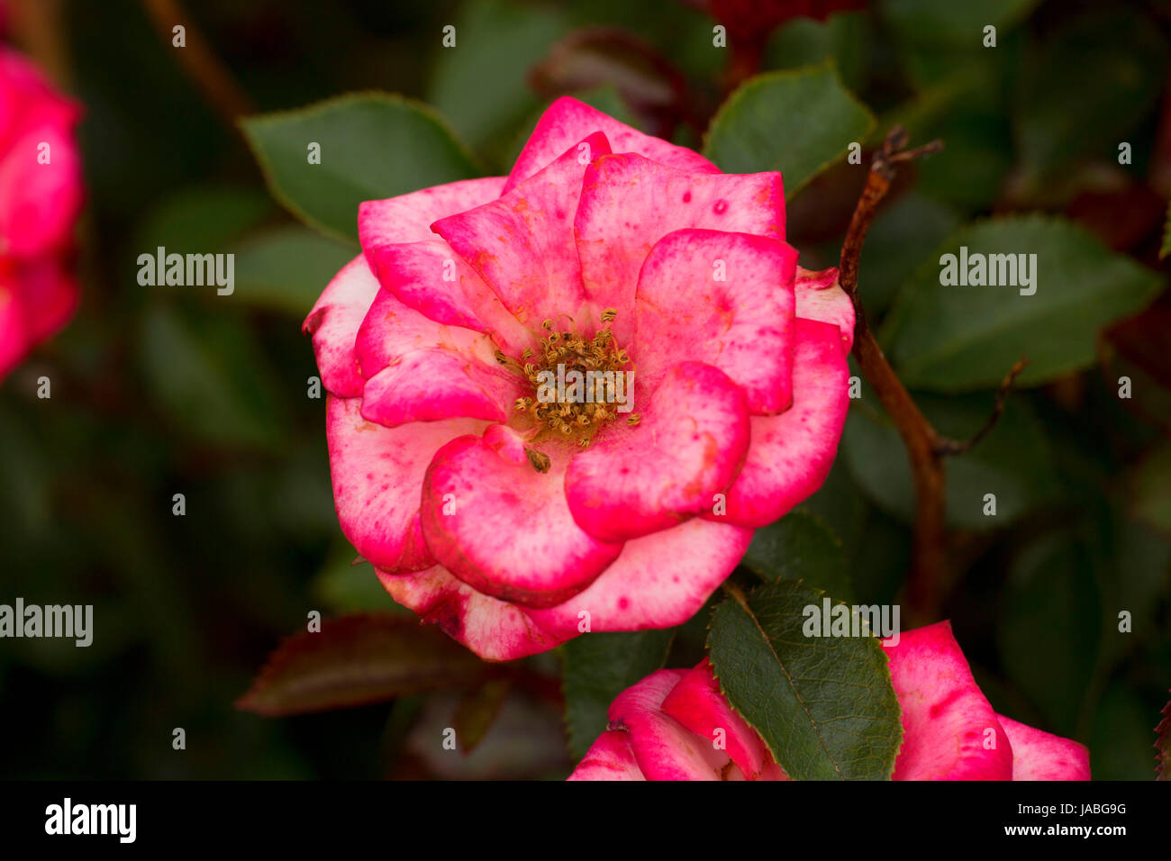 Debut rose, Heirloom Roses, St Paul, Oregon Stock Photo - Alamy