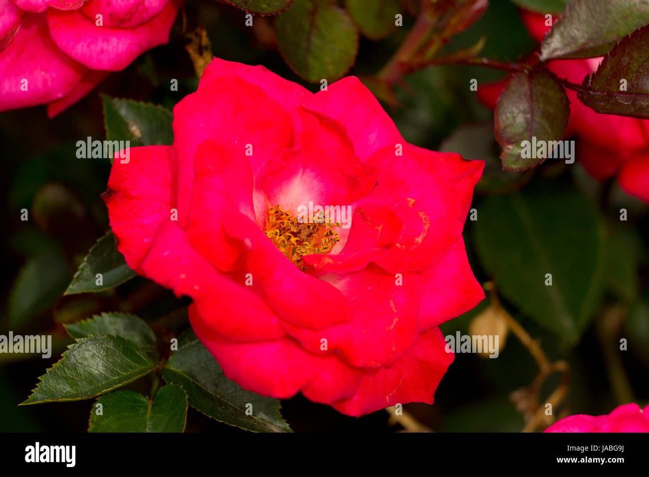 Cherry Sunblaze rose, Heirloom Roses, St Paul, Oregon Stock Photo - Alamy