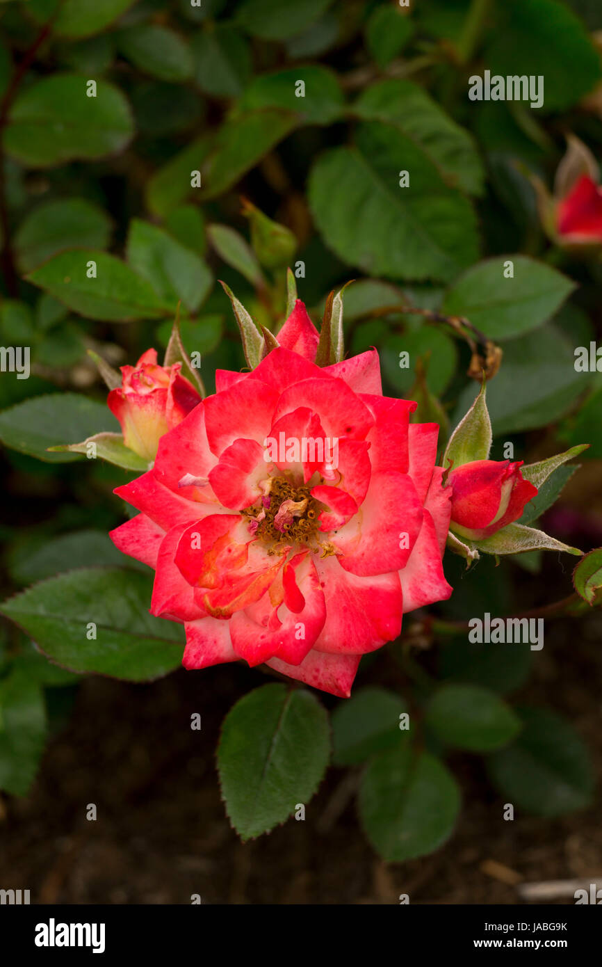 Fire Fly rose, Heirloom Roses, St Paul, Oregon Stock Photo - Alamy