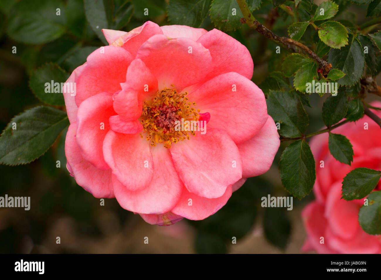 Little Girl rose, Heirloom Roses, St Paul, Oregon Stock Photo - Alamy