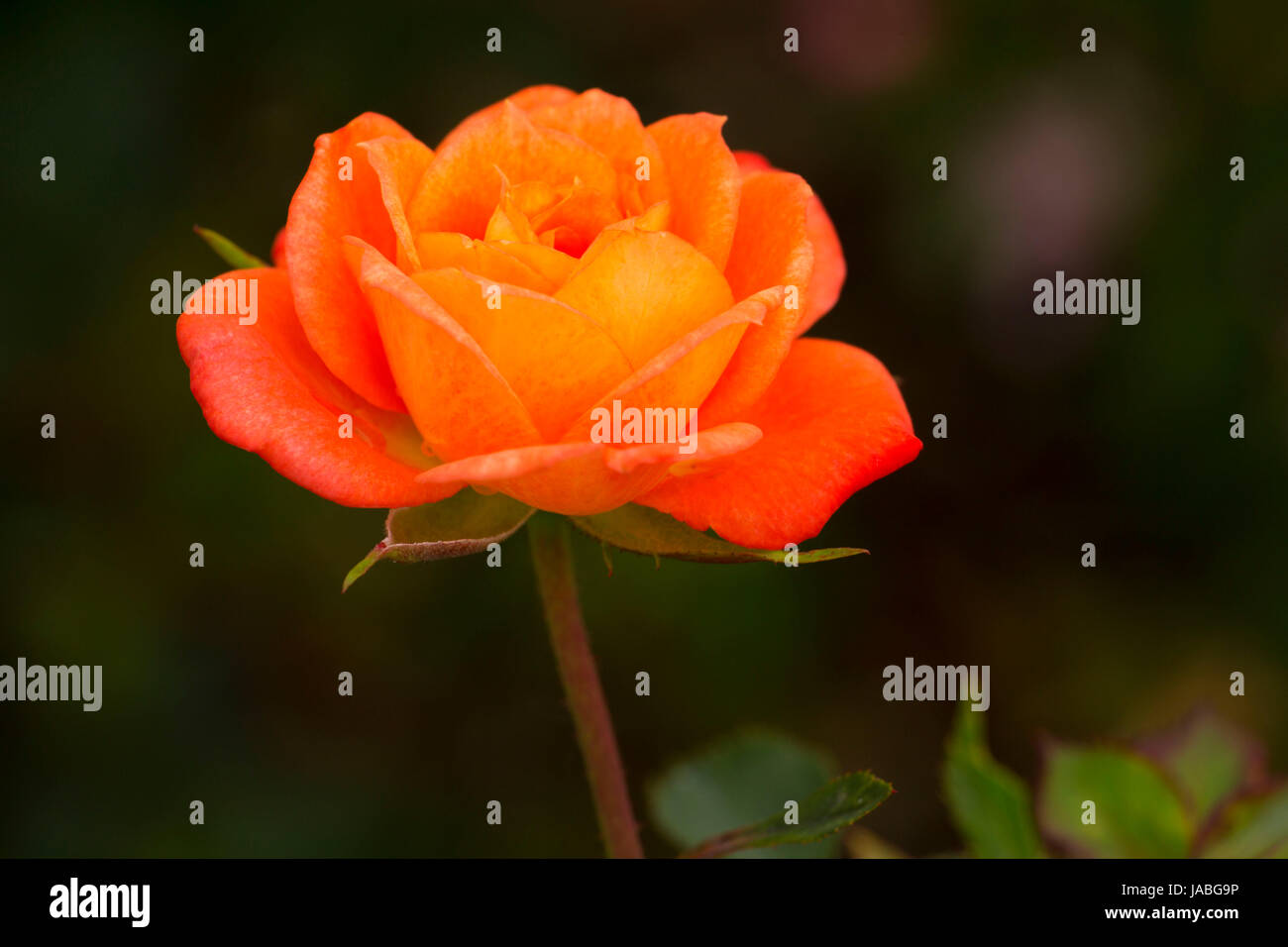 Classic Orange rose, Heirloom Roses, St Paul, Oregon Stock Photo - Alamy
