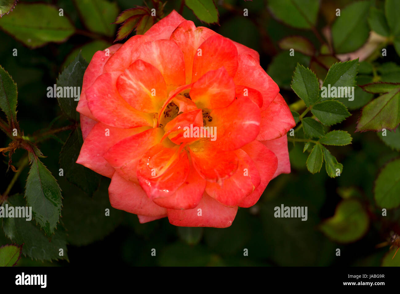 Classic Orange rose, Heirloom Roses, St Paul, Oregon Stock Photo - Alamy