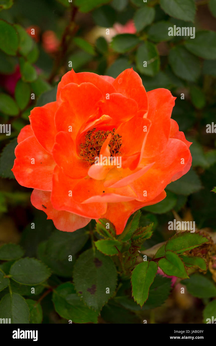 Kiwi sunrise hi-res stock photography and images - Alamy