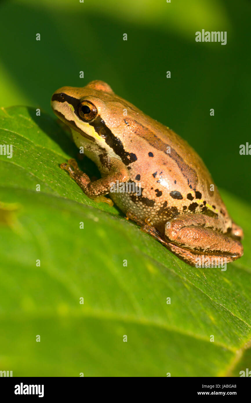 Pacific treefrog (Pseudacris regilla), Ankeny National Wildlife Refuge ...