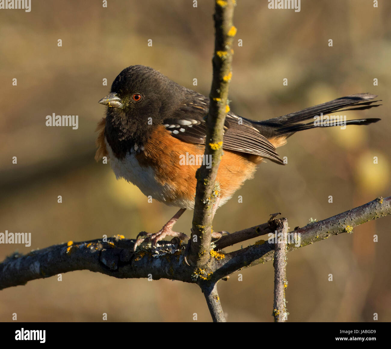 Rufous sided towhee hi-res stock photography and images - Alamy
