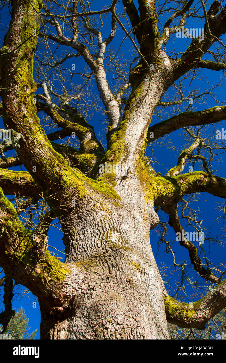 Branching trunk hi-res stock photography and images - Alamy