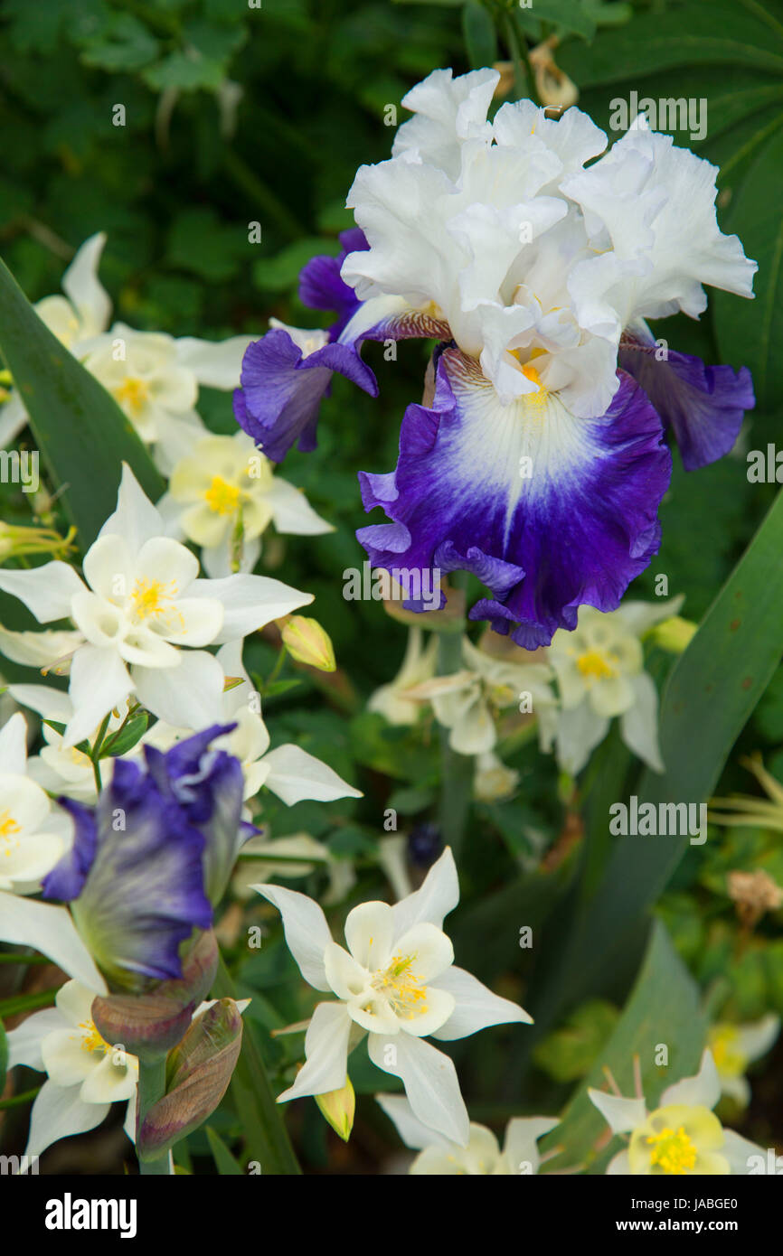Iris gardens hi-res stock photography and images - Alamy