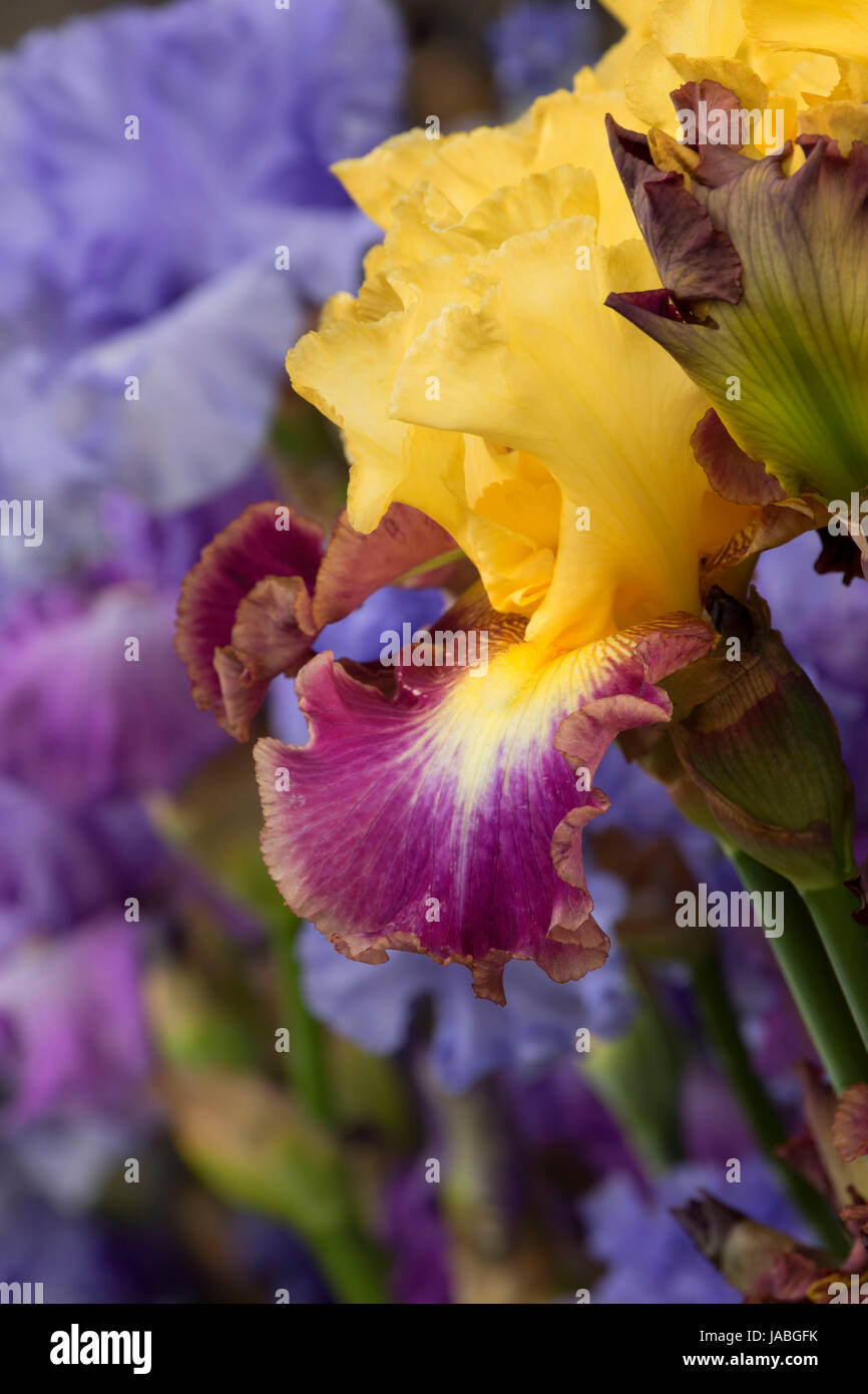 Cut iris, Schreiners Iris Gardens, Keizer, Oregon Stock Photo - Alamy