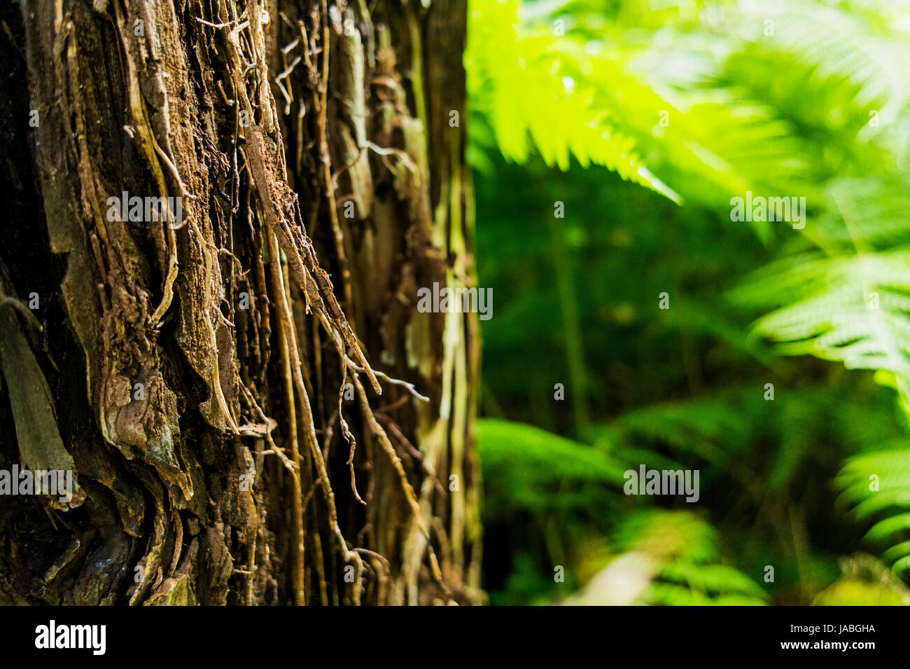 Detail of tree trunk in a forest Stock Photo - Alamy