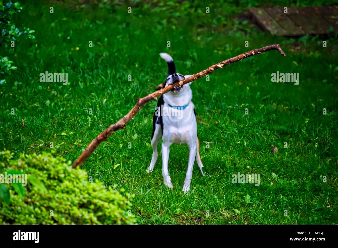 Good pals hi-res stock photography and images - Alamy
