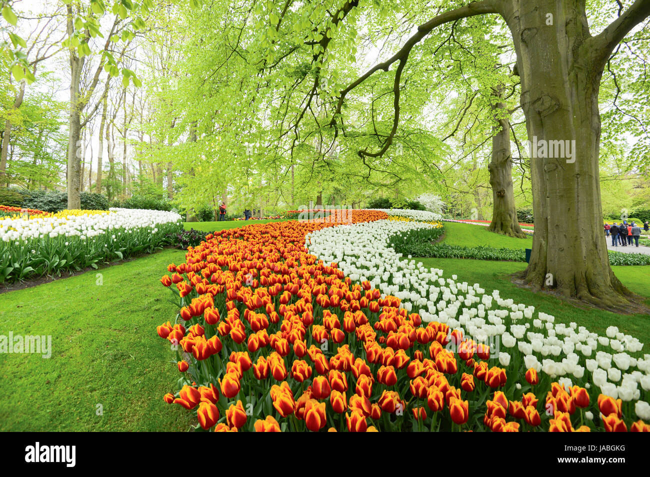 Netherlands tulips keukenhof gardens hi-res stock photography and ...