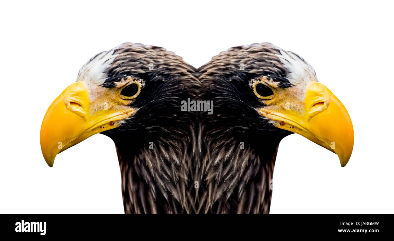 hawk, double-headed eagle isolated and path Stock Photo - Alamy