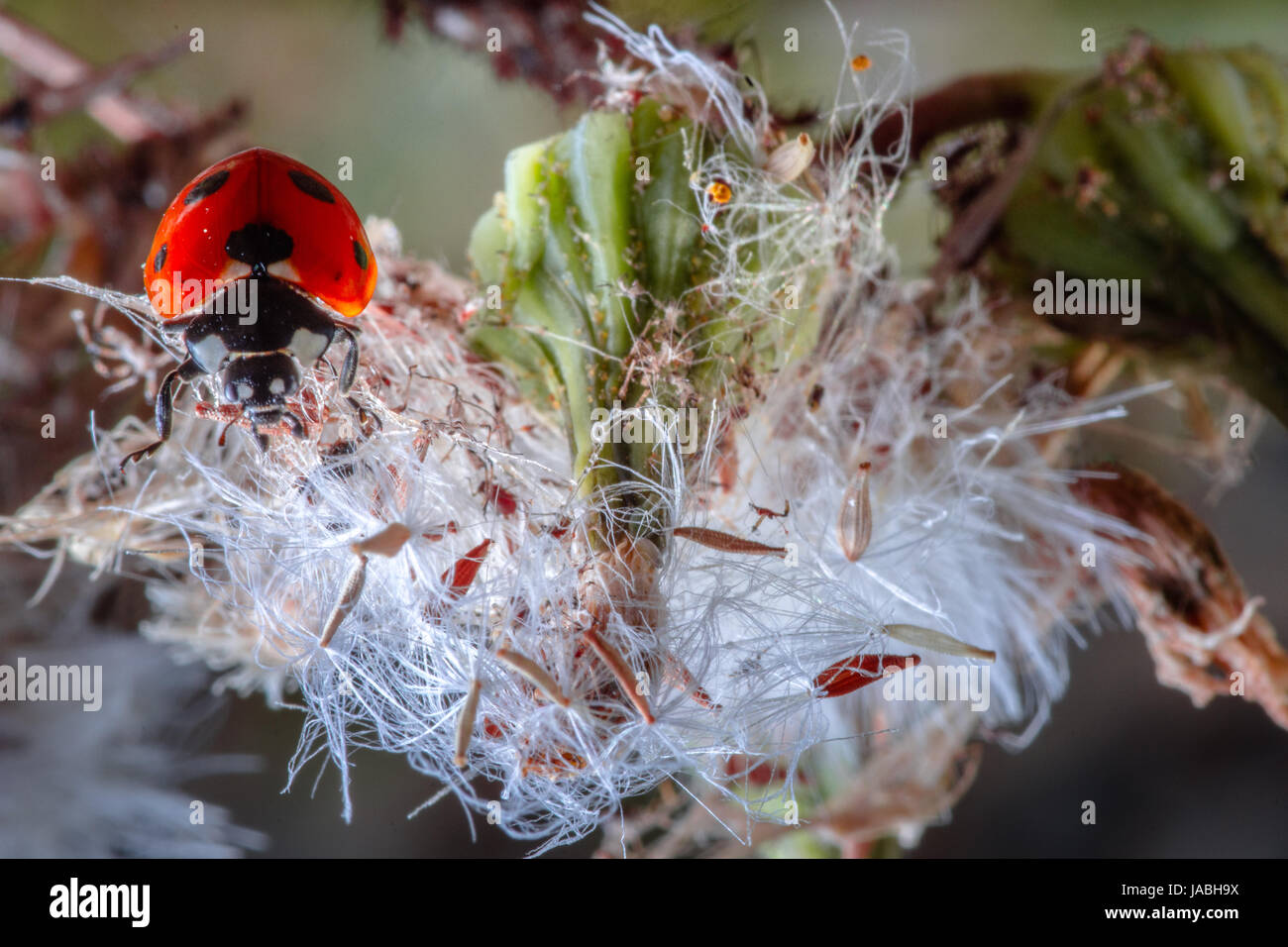Insect grass hi-res stock photography and images - Alamy