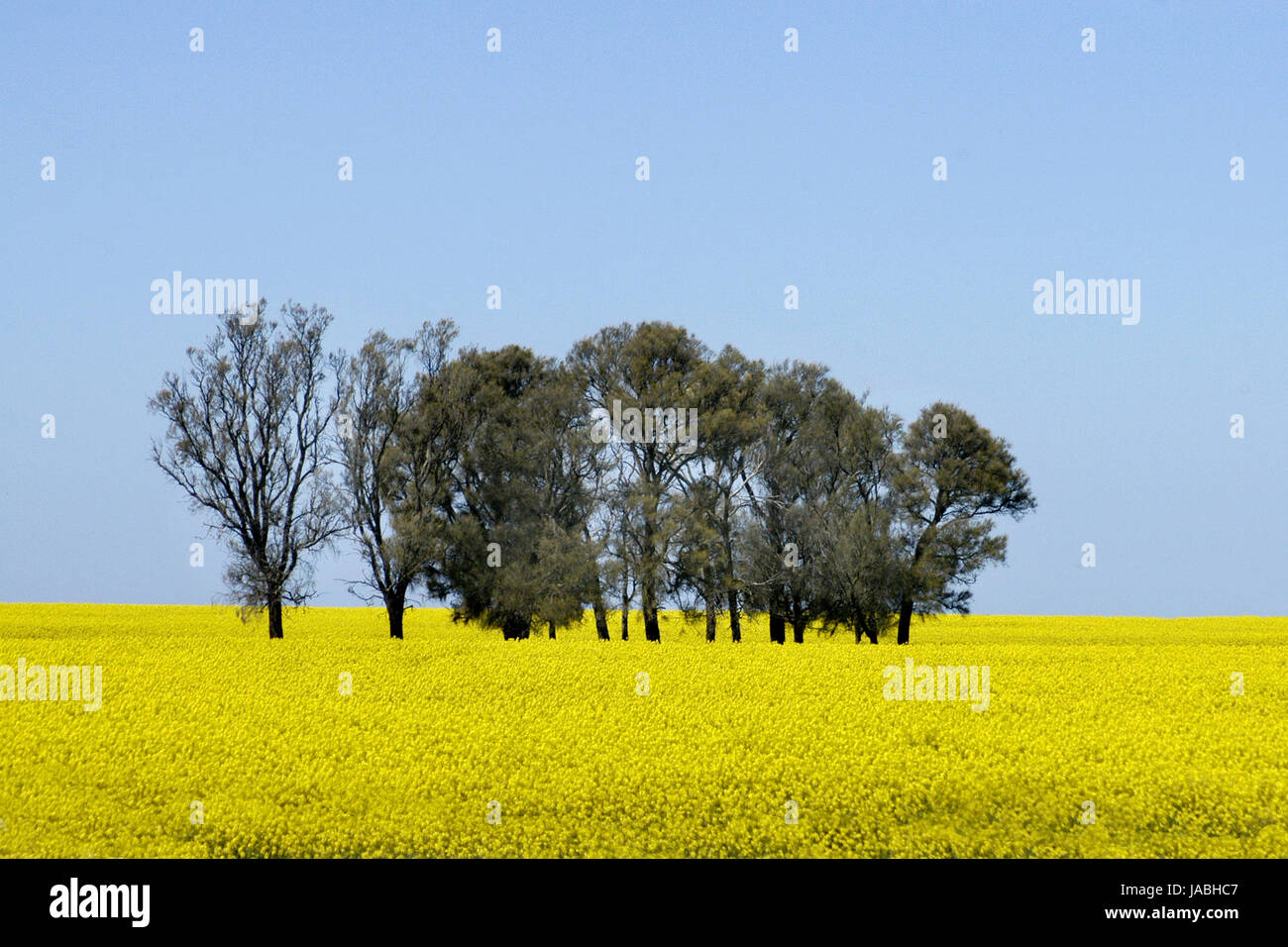 Canola Australia High Resolution Stock Photography and Images - Alamy