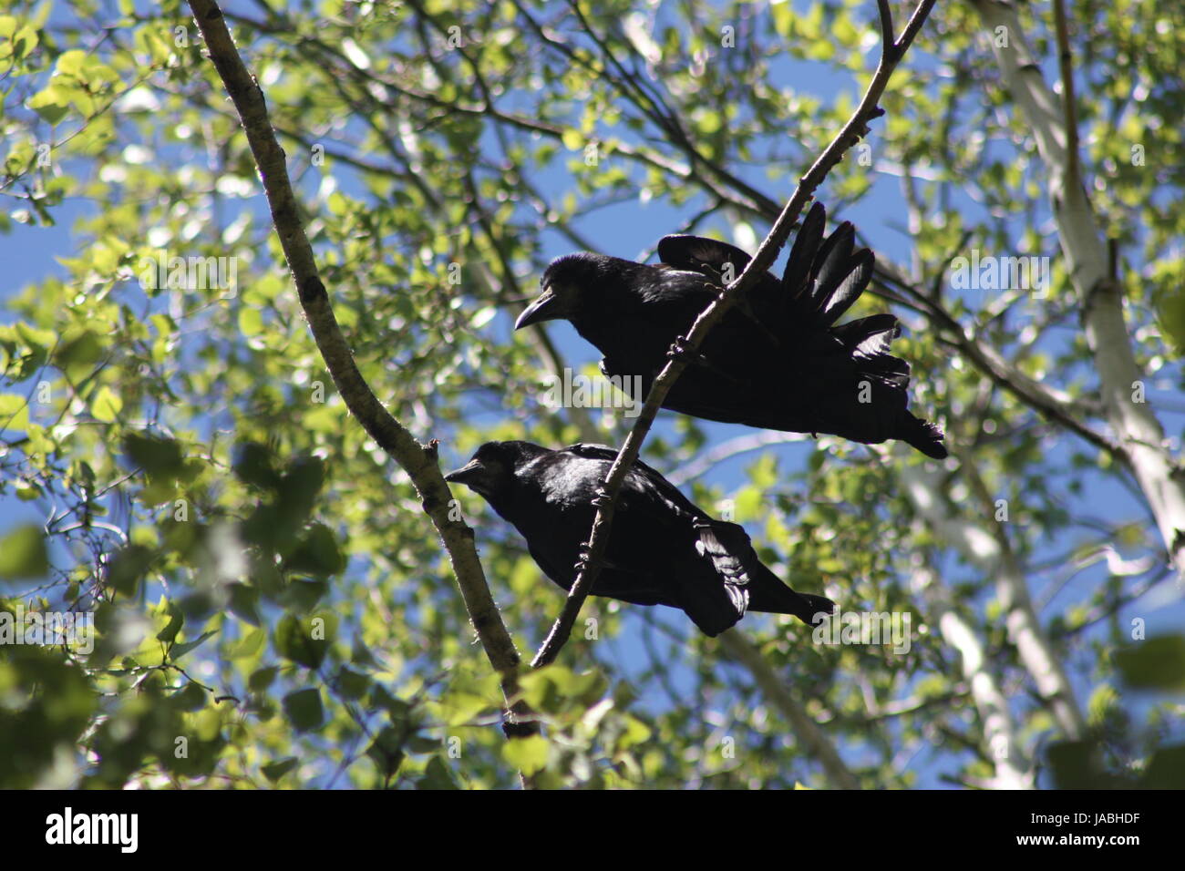 Crows in a tree. Two crows husband and wife. Photo for your design ...