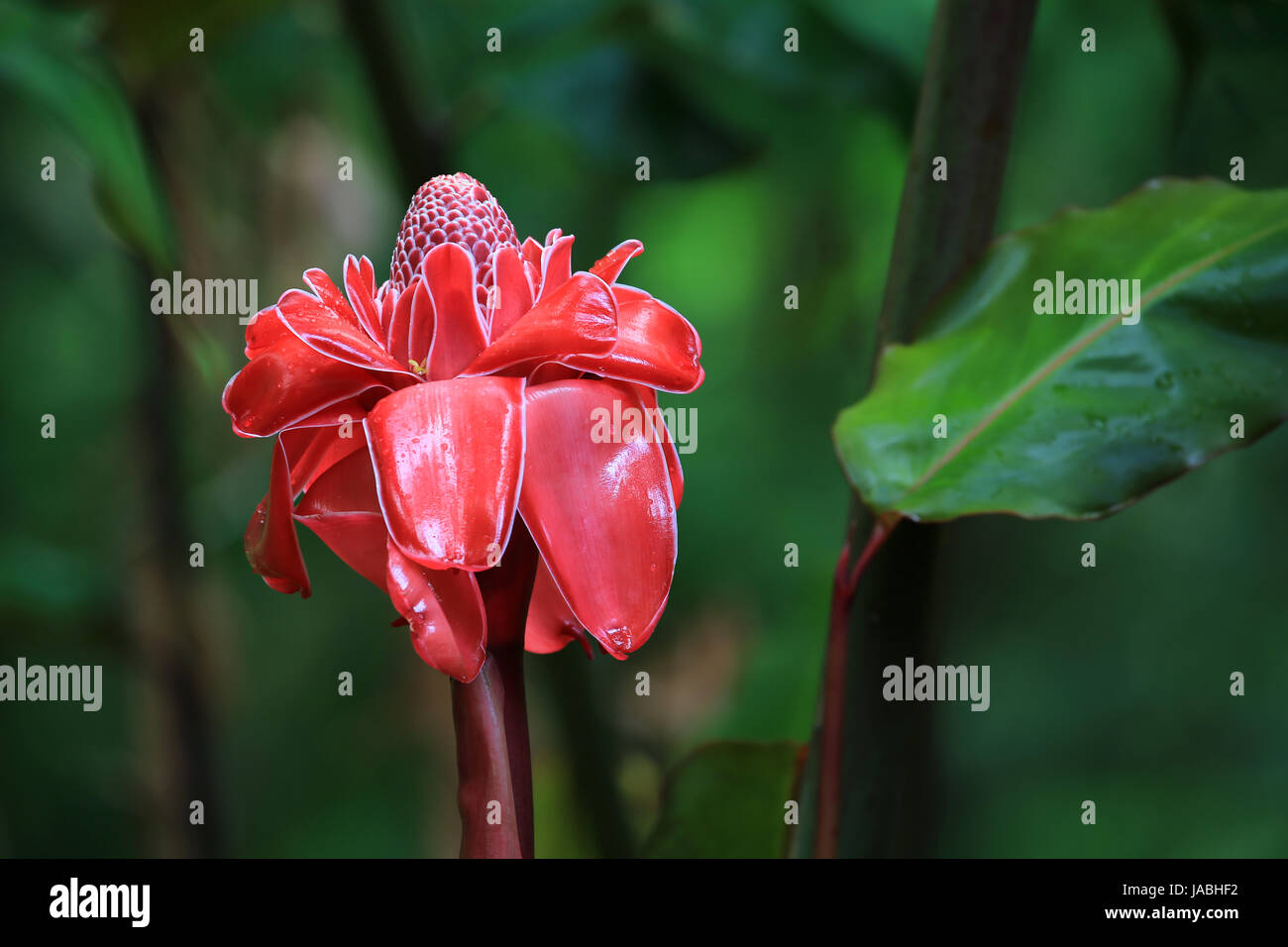 Red torch ginger flower, Hawaii Stock Photo - Alamy