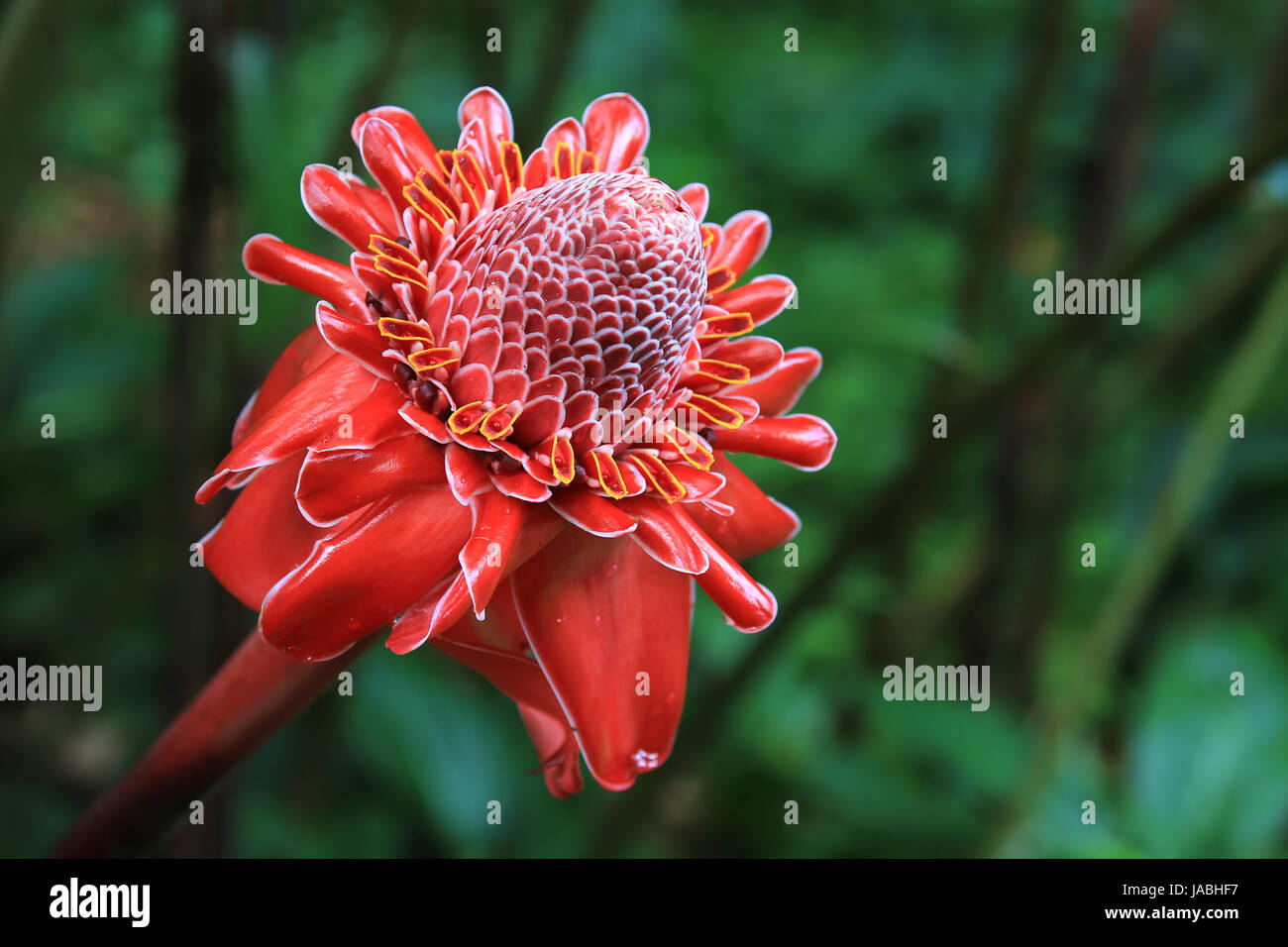 Red ginger flower close hi-res stock photography and images - Alamy
