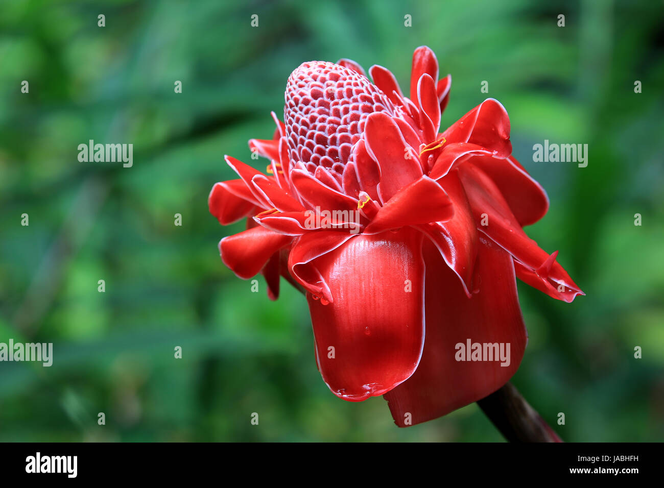 Red torch ginger flower, Hawaii Stock Photo - Alamy