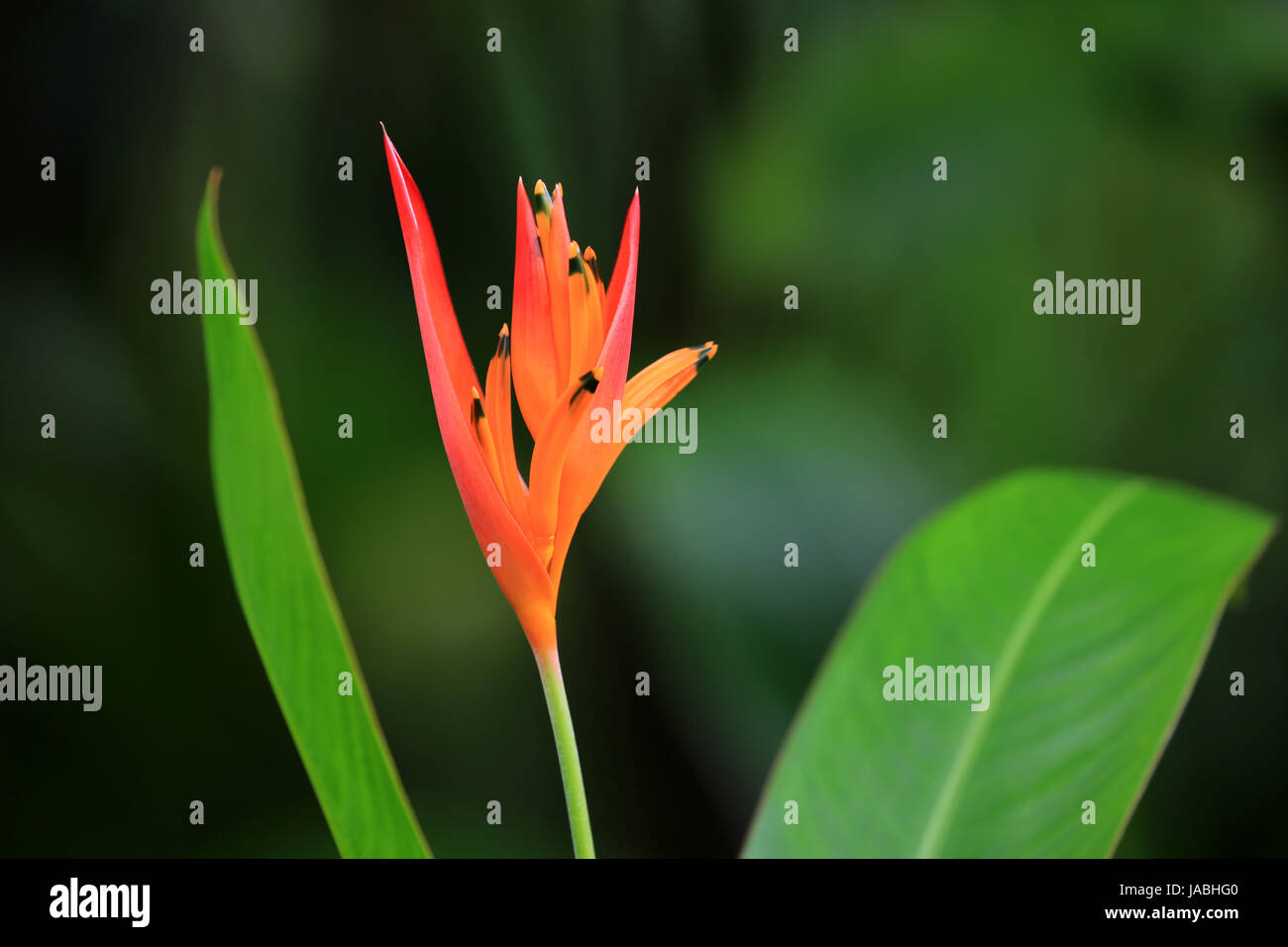 Orange Heliconia flower Stock Photo - Alamy